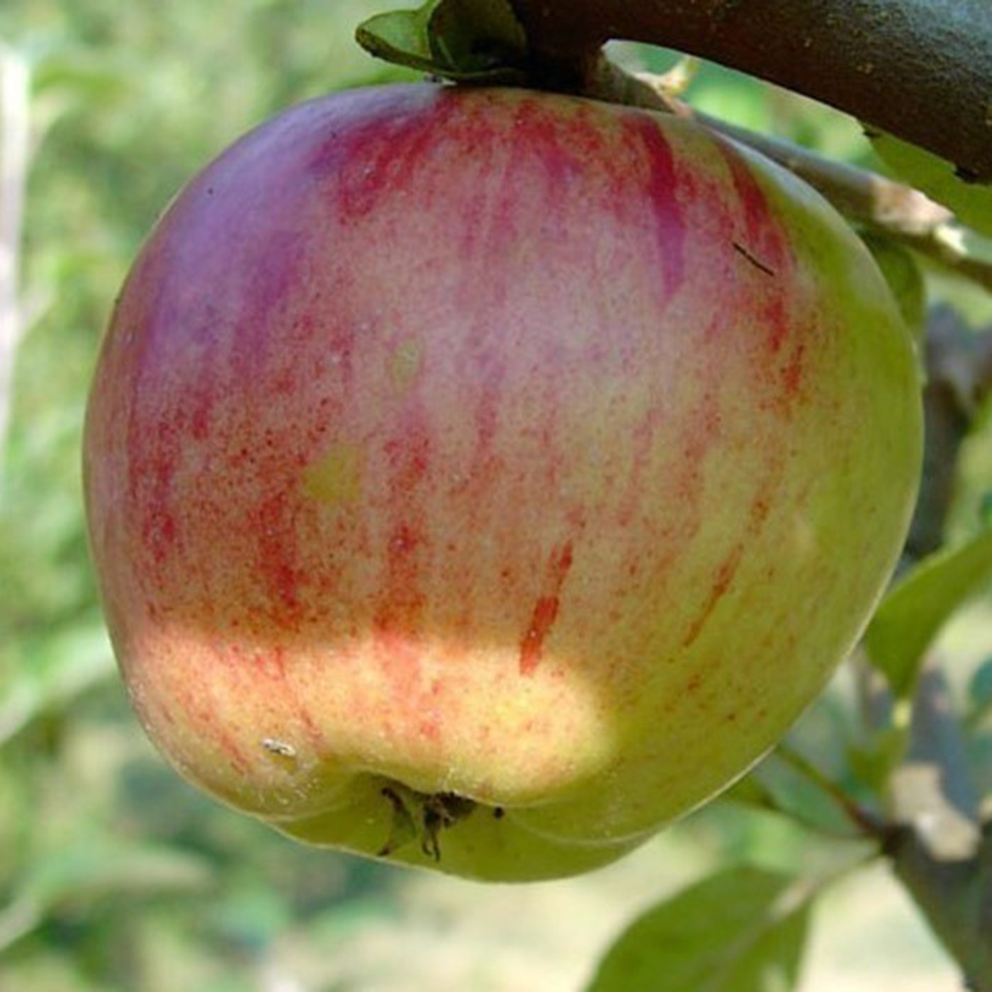 Gravensteiner Apfel-Gelee kaufen | Honest & Rare